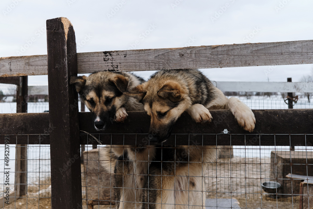 Mongrels in shelter for abandoned animals. Alaskan huskies from kennel ...