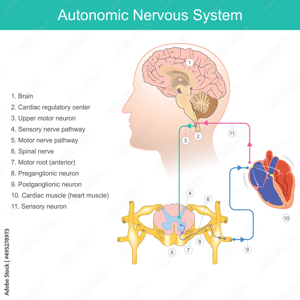 Autonomic Nervous System. Diagram a component of the peripheral nervous ...