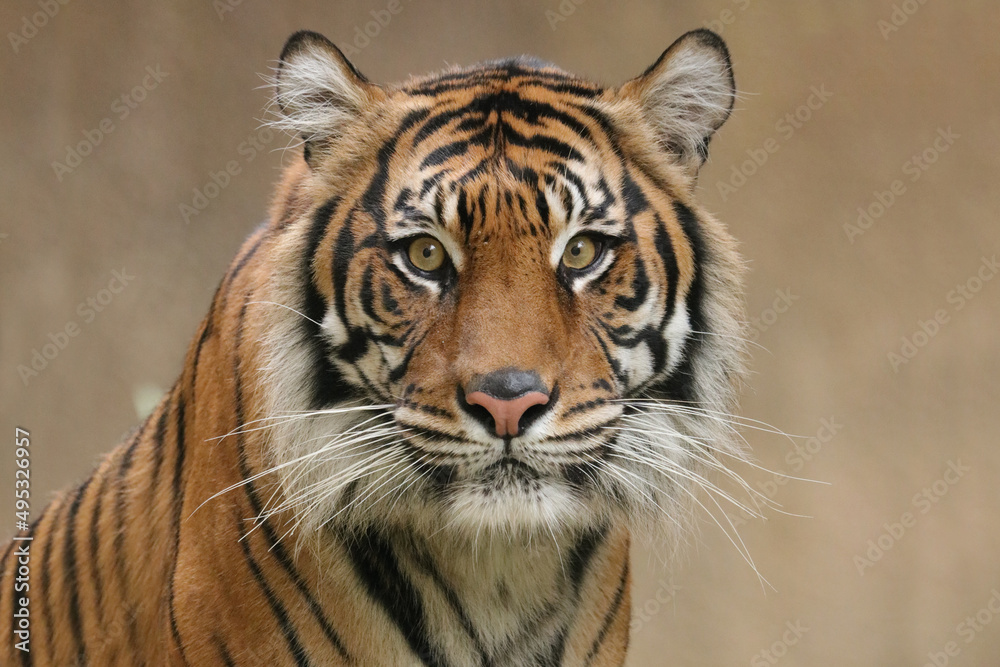 portrait of a tiger Stock Photo | Adobe Stock