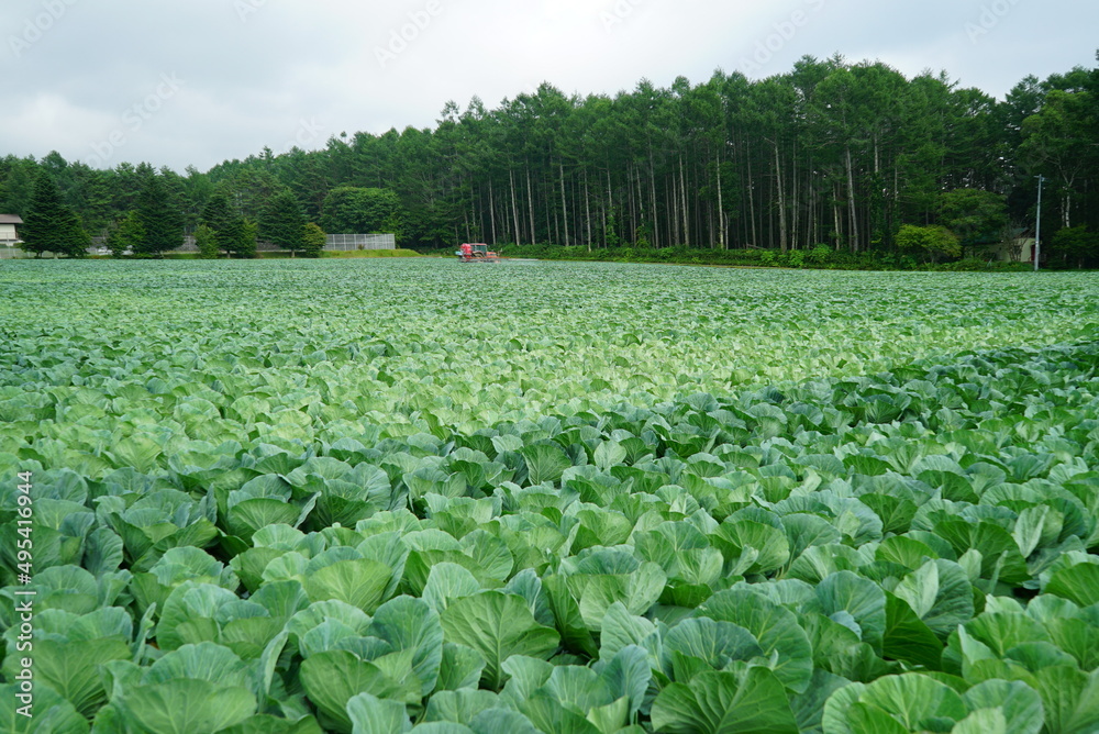 Famous Cabbage Growing Area in Japan Stock Photo | Adobe Stock
