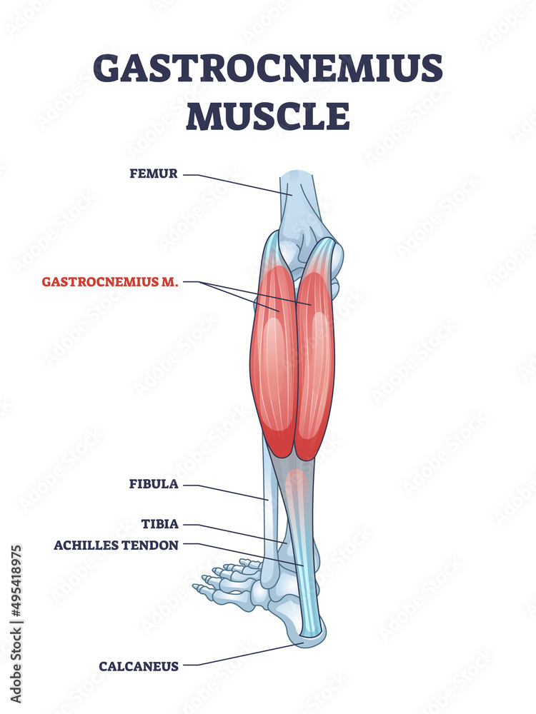 Gastrocnemius muscle with leg and ankle anatomical structure outline ...