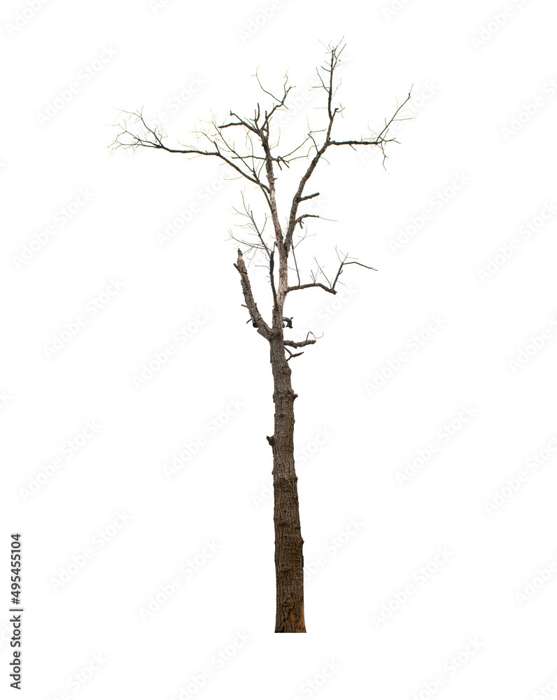Dead tree isolated on white background Stock Photo | Adobe Stock