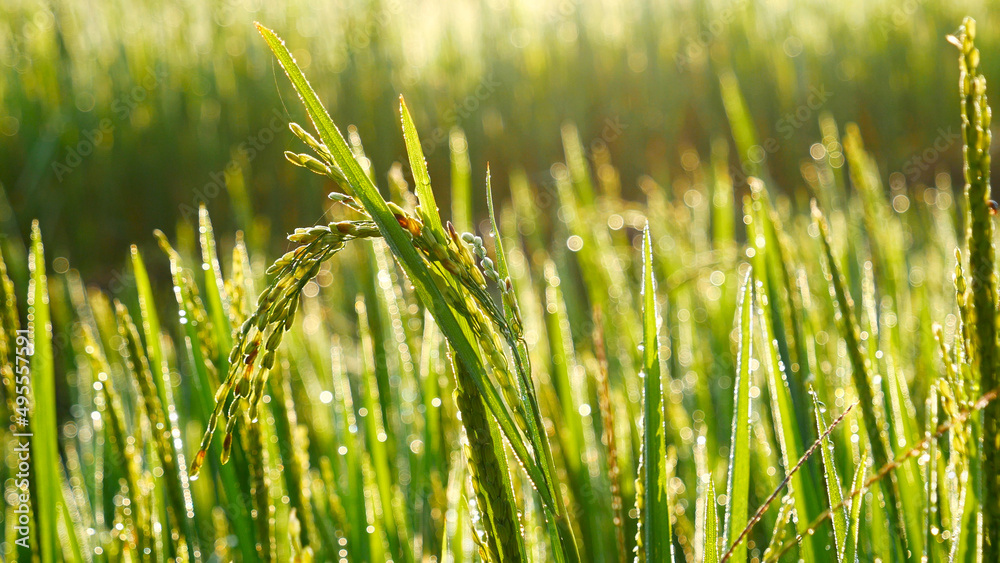 Rice Field Green agriculture ecosystem Asian rice paddy field Vietnam ...