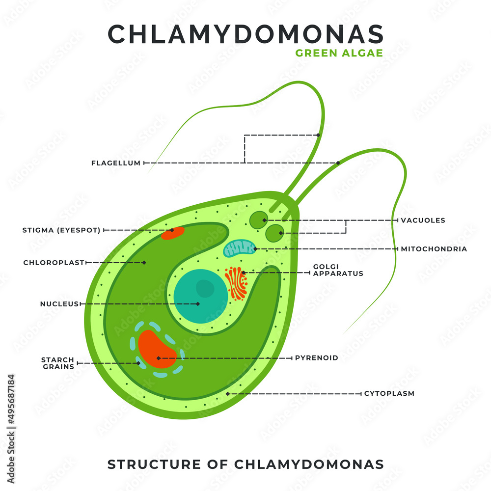 Structure Of Chlamydomonas Green Algae Species Stock Illustration ...