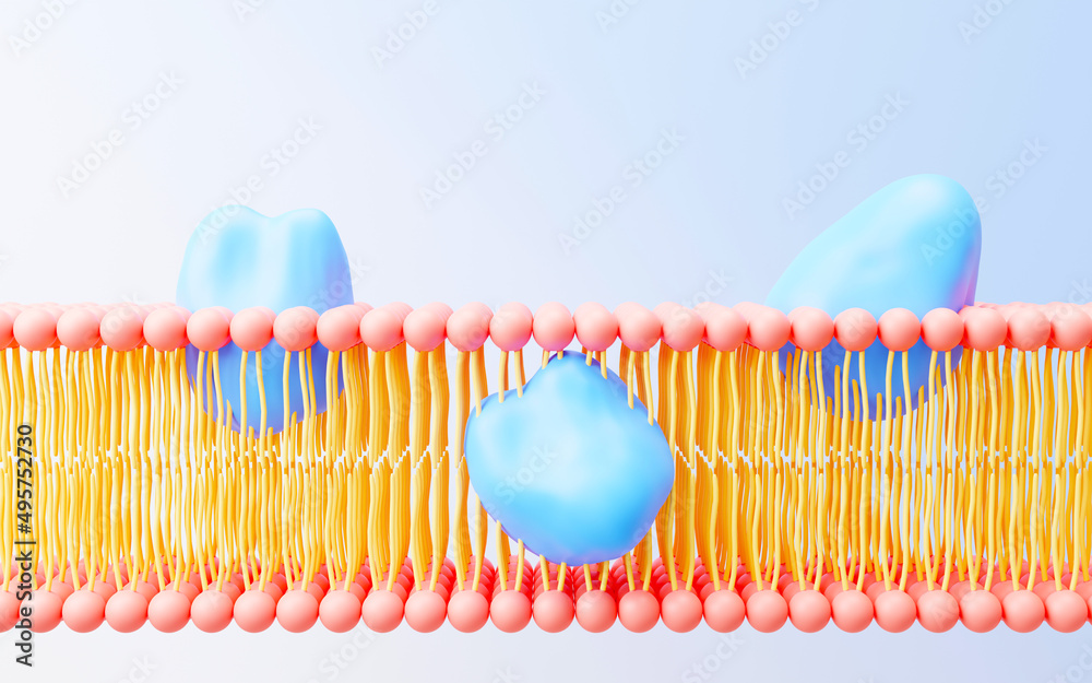 3d render cell membrane Phospholipid Bilayer. Layers of molecules. Gene ...