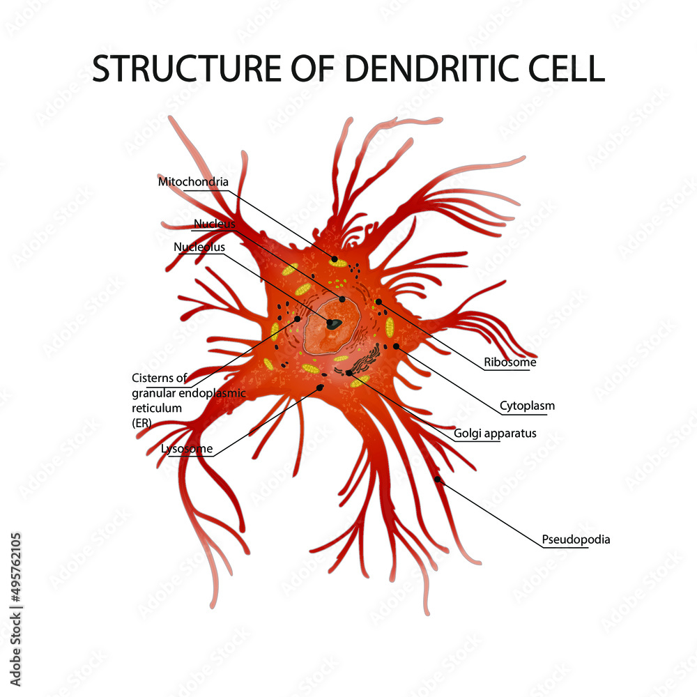 Structure of Dendritic cell. Anatomyof Dendritic cell. Cell of the ...
