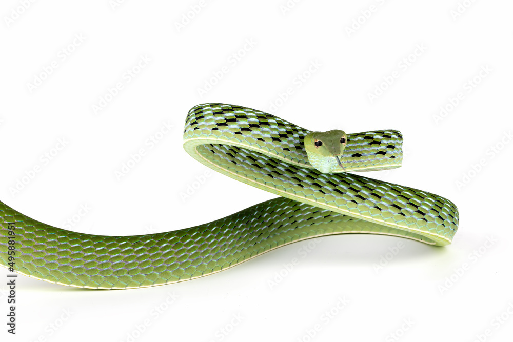 Asian Vine Snake (Ahaetulla prasina) is a species of snake native to ...