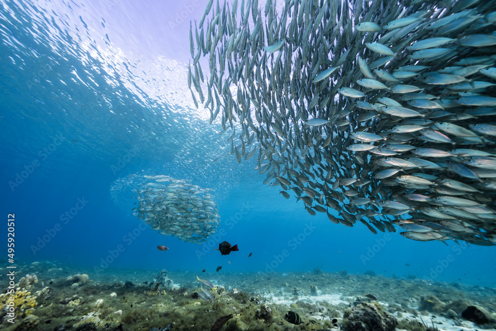 Seascape with Bait Ball, School of Fish, Mackerel fish in the coral ...