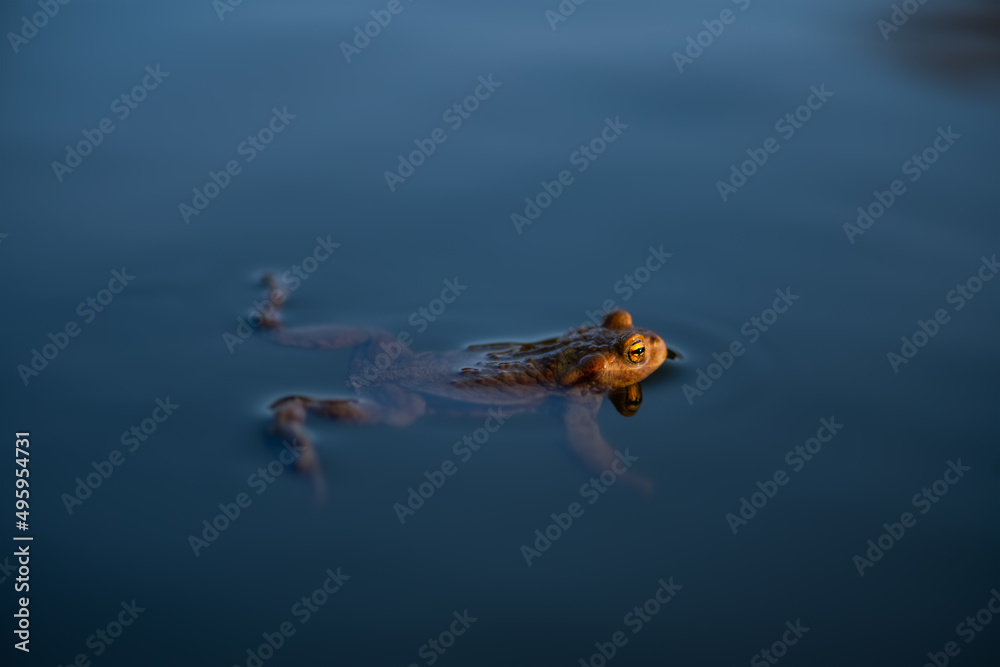 Stock-Foto „Male Toad swimming laid back in its breeding pond in ...