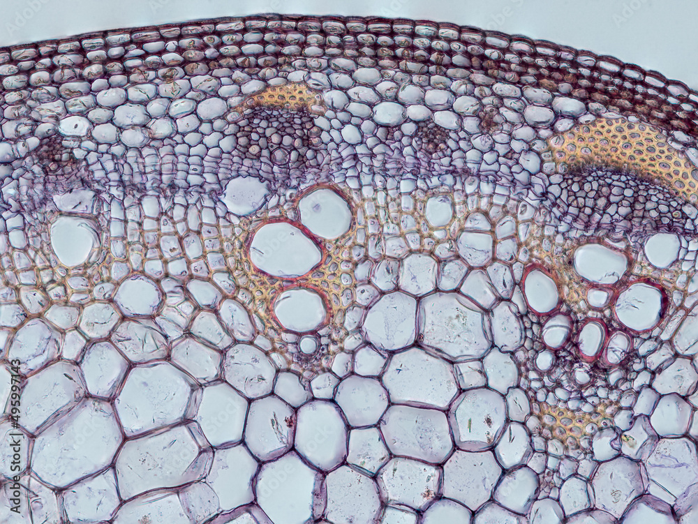 Foto de Stock plant stem (dahlia stem) cross section under the ...