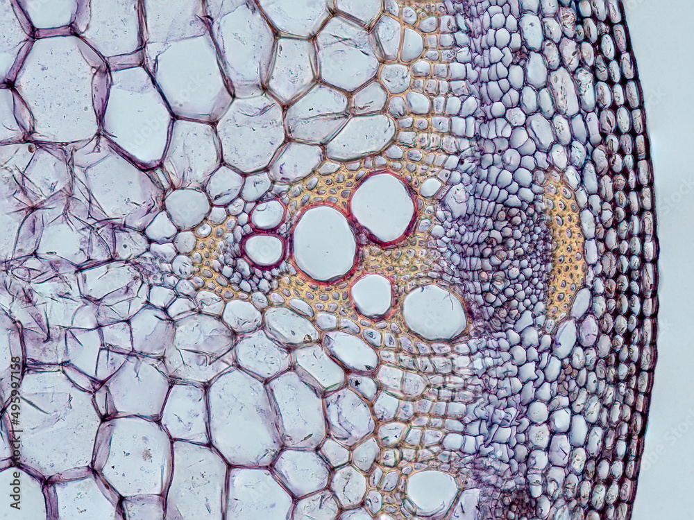 plant stem (dahlia stem) cross section under the microscope showing ...
