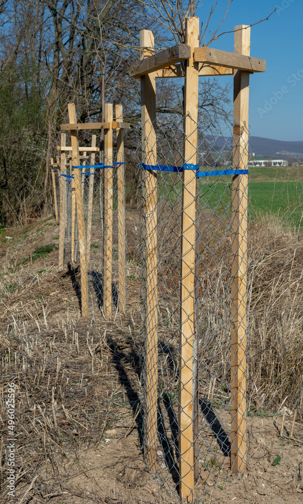 Mesh tree guard protecting young tree from wildlife damage. Seedling or ...