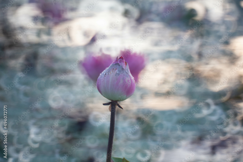 Pink lotus flowers hit the beautiful morning light. and photographed ...