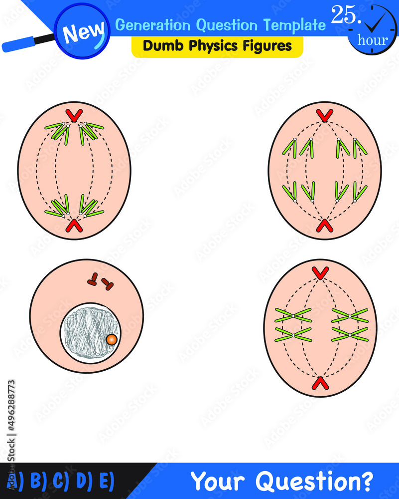 Biology, stages of mitosis and meiosis, next generation question ...