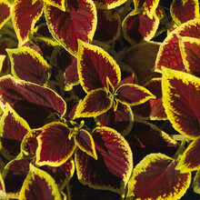Coleus Leaves Close-up Free Stock Photo - Public Domain Pictures