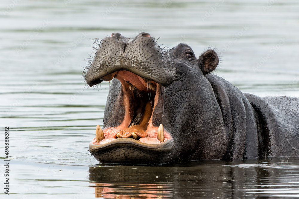 Hippopotamus in the Okavanga Delta in Botswana. An aggressive hippo ...