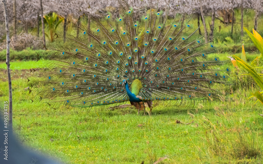 Male peacock with mating plumage fully displayed standing on a garden ...