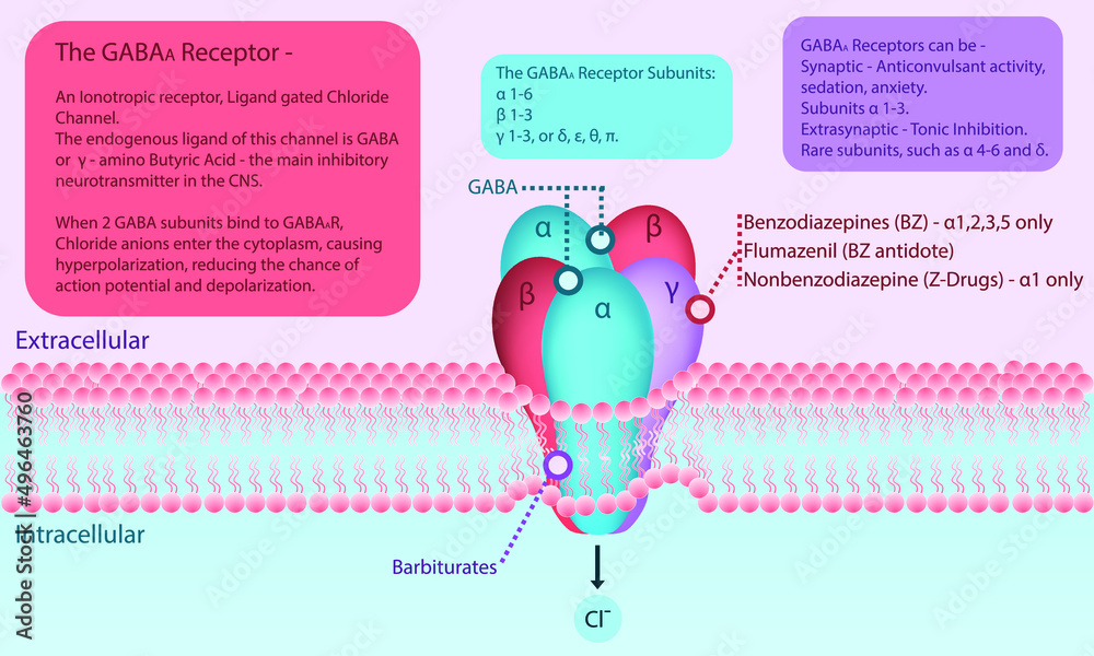 Стоковое векторное изображение «GABA A Receptor Diagram in cell ...