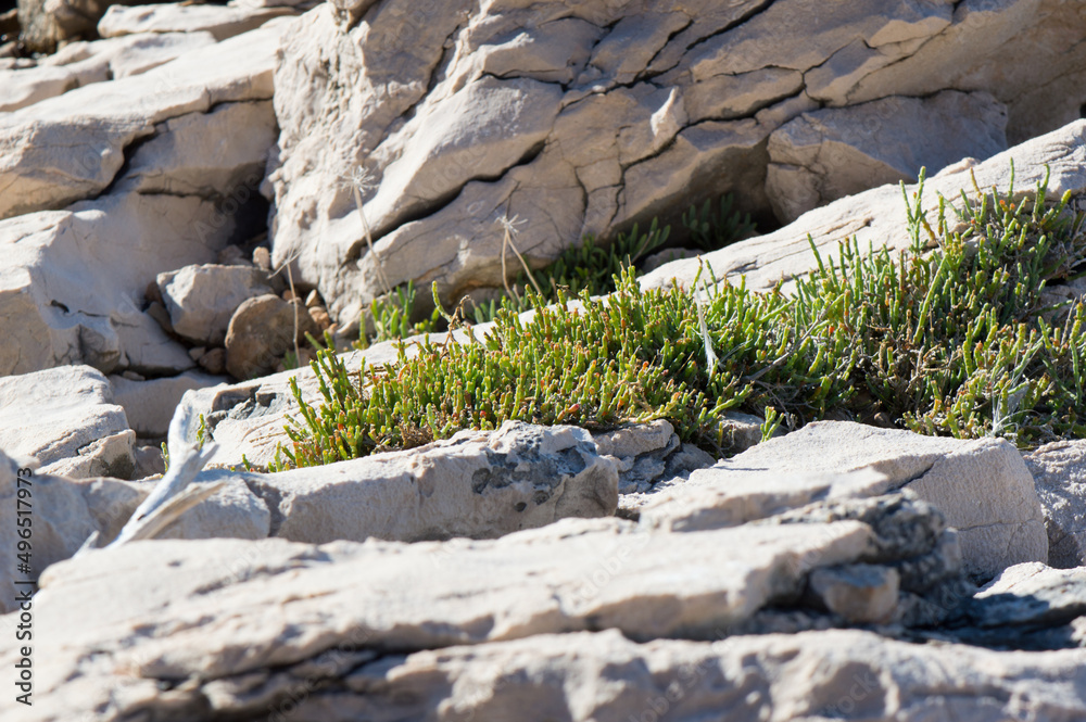 Common glasswort plant, Salicornia europaea, edible coastal plant with ...