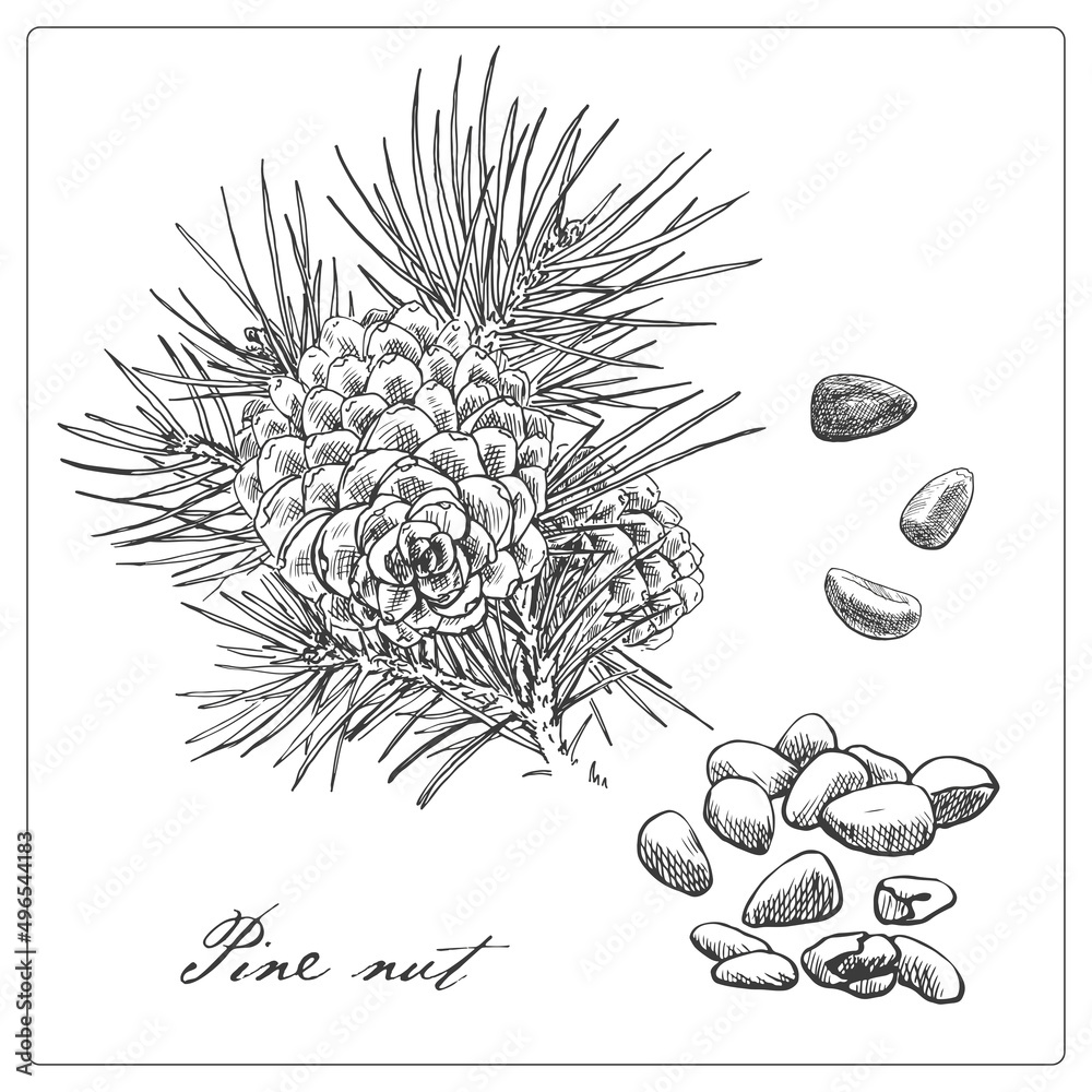 Pine nut branch and seeds. Hand drawn sketch.Vector graphic ...