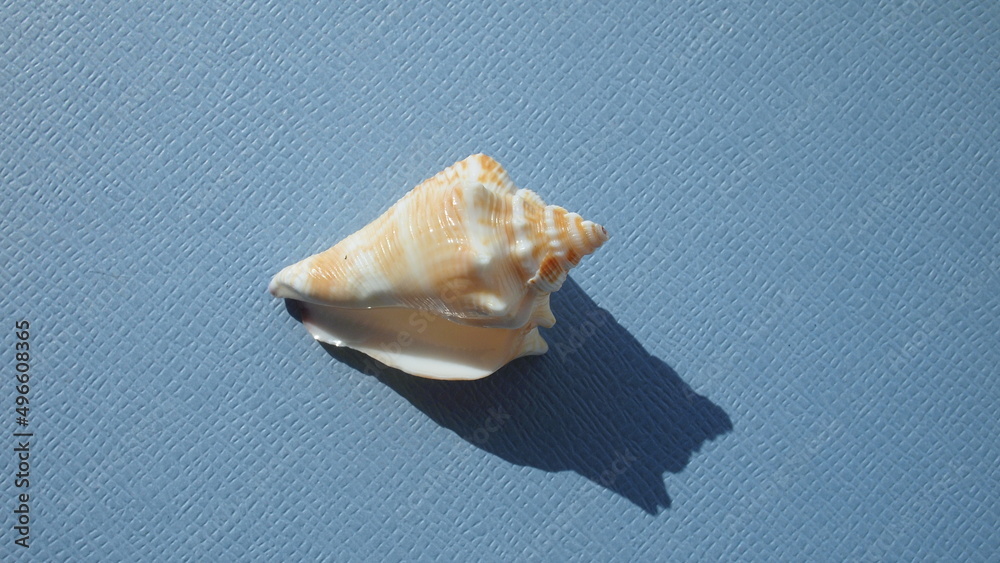 Seashell of sea snail Florida fighting conch (Strombus alatus) on a ...