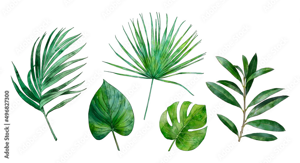 Watercolor green tropical jungle leaves isolated on white background ...