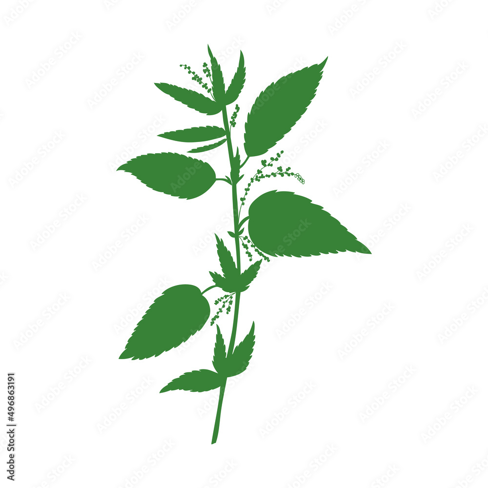 Nettle wild field flower isolated on white background botanical hand ...