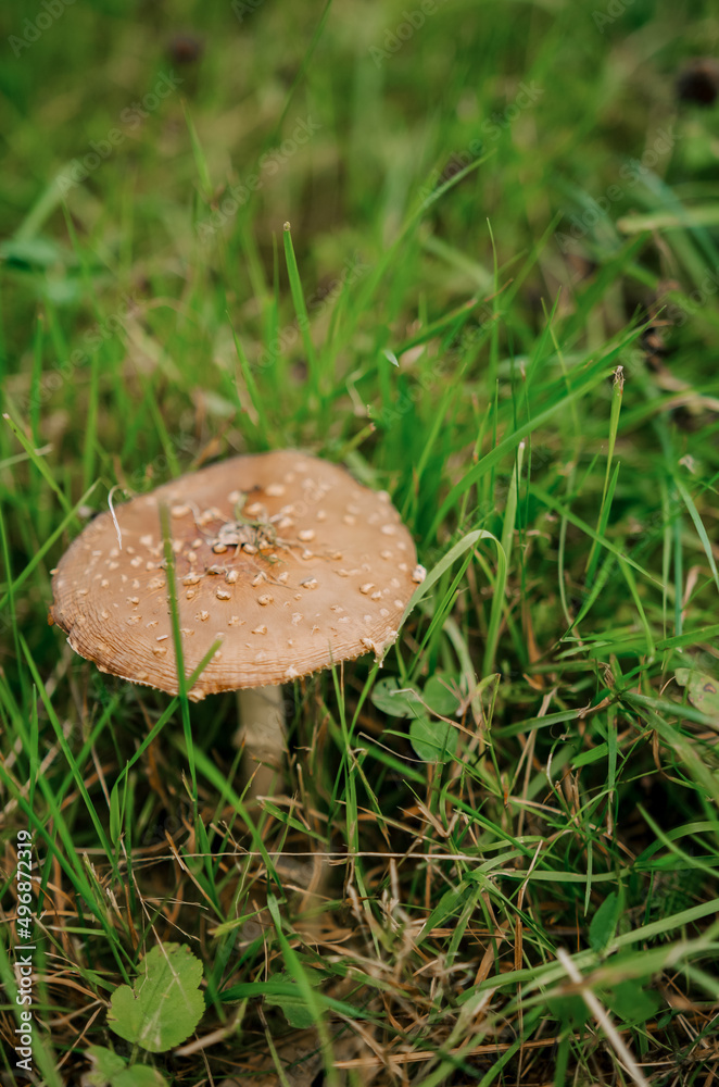 Poisonous mushrooms that, when eaten cooked or raw, can harm the human ...