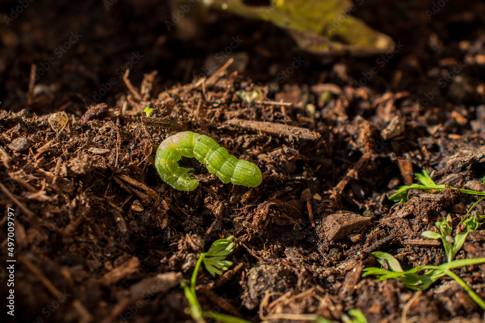 Close up of a green worm in the soil of the crop. Semi-coiled green ...