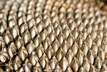 Sunflower Grid Pattern Free Stock Photo - Public Domain Pictures