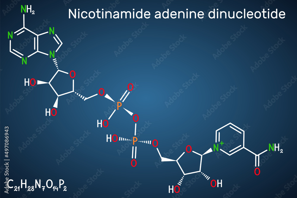 Nicotinamide adenine dinucleotide (oxidized form, NAD+) coenzyme molecule. Structural chemical ...