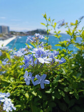 Ixora Blue 2 Free Stock Photo - Public Domain Pictures