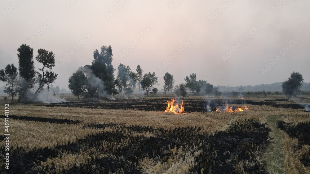 A wide-angle image of stubble burning, multiple flames, and rising ...