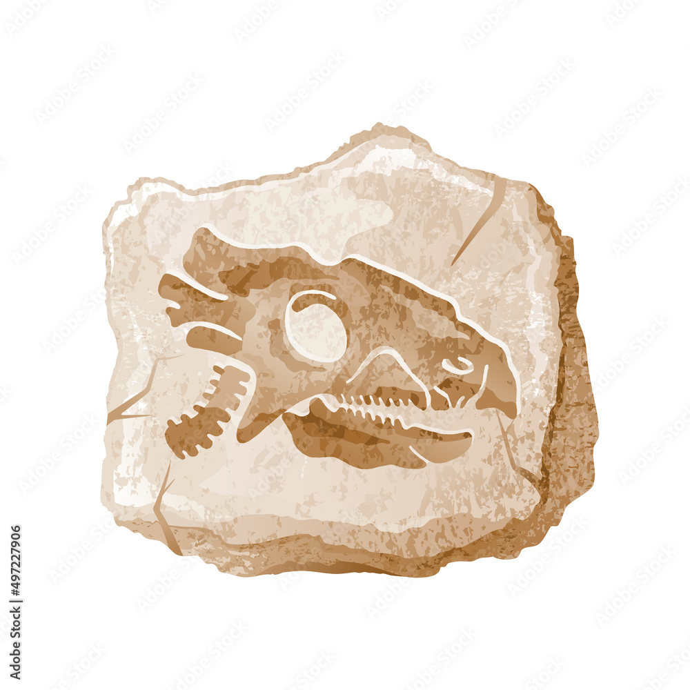 Dinosaur fossil skeleton. Vector dino bone skull. Cartoon stegosaurus ...