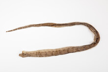 Common Northern Boa Free Stock Photo - Public Domain Pictures