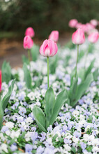 Tulip Flowerbed Free Stock Photo - Public Domain Pictures