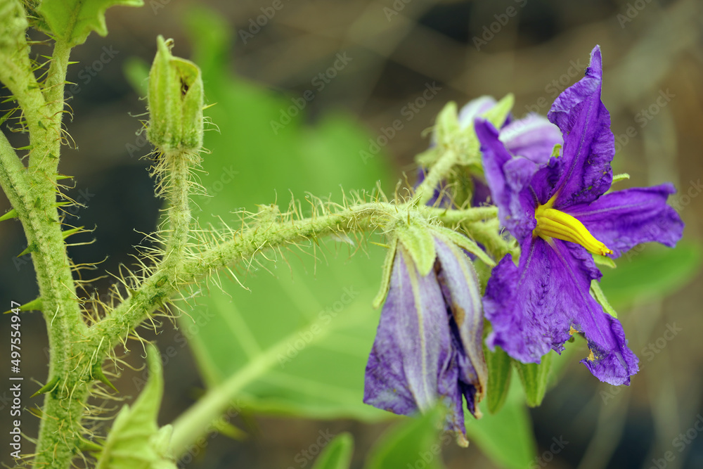 Flowering Potato tree plant, rare and with medicinal properties ...