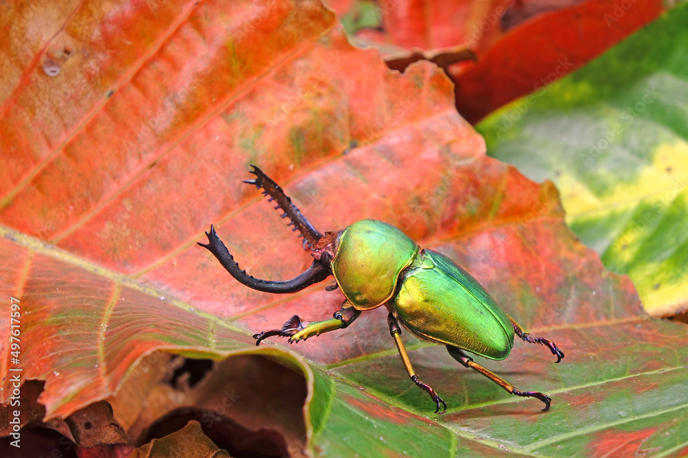 Beetle : Sawtooth beetle (Lamprima adolphinae) is a species of stag ...