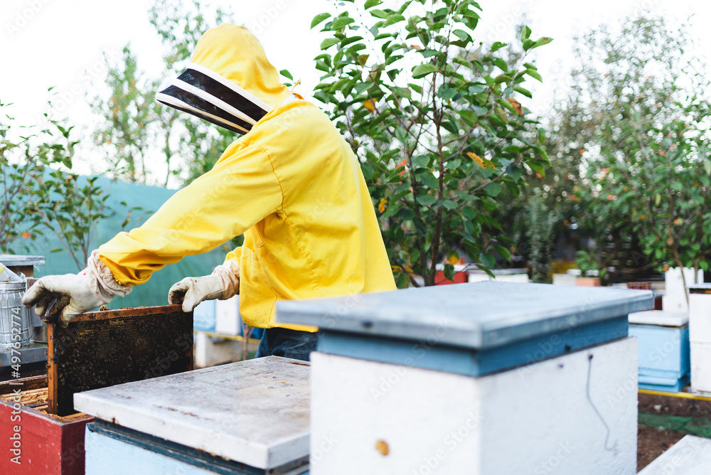 Professional beekeeper working outdoors and wearing the protective ...
