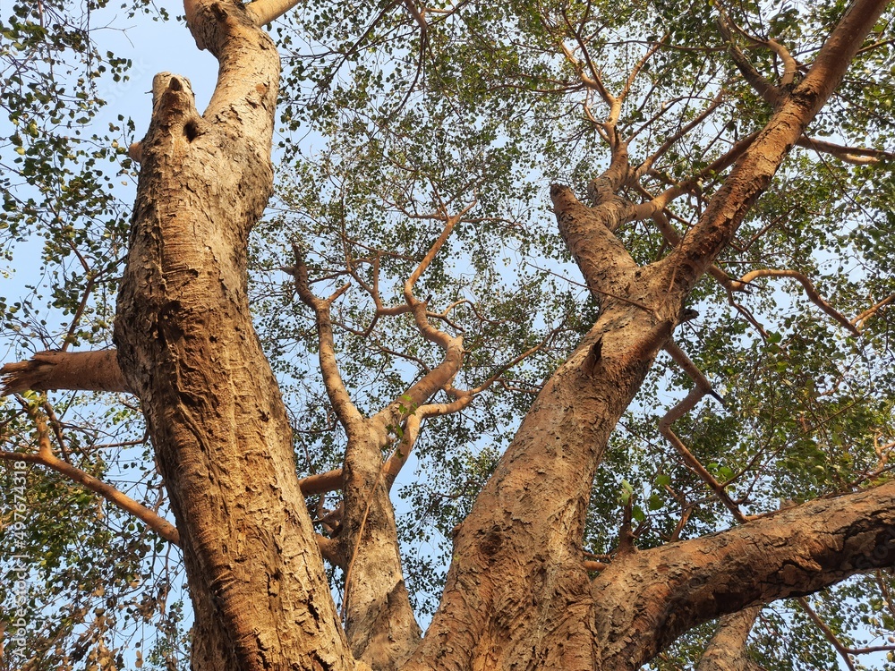 Giant peepal tree in India. It's other name bodhi tree, pippala tree ...