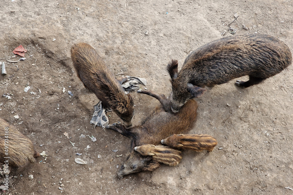 swine fever wild boar in Genoa town Bisagno river urban wildlife ...