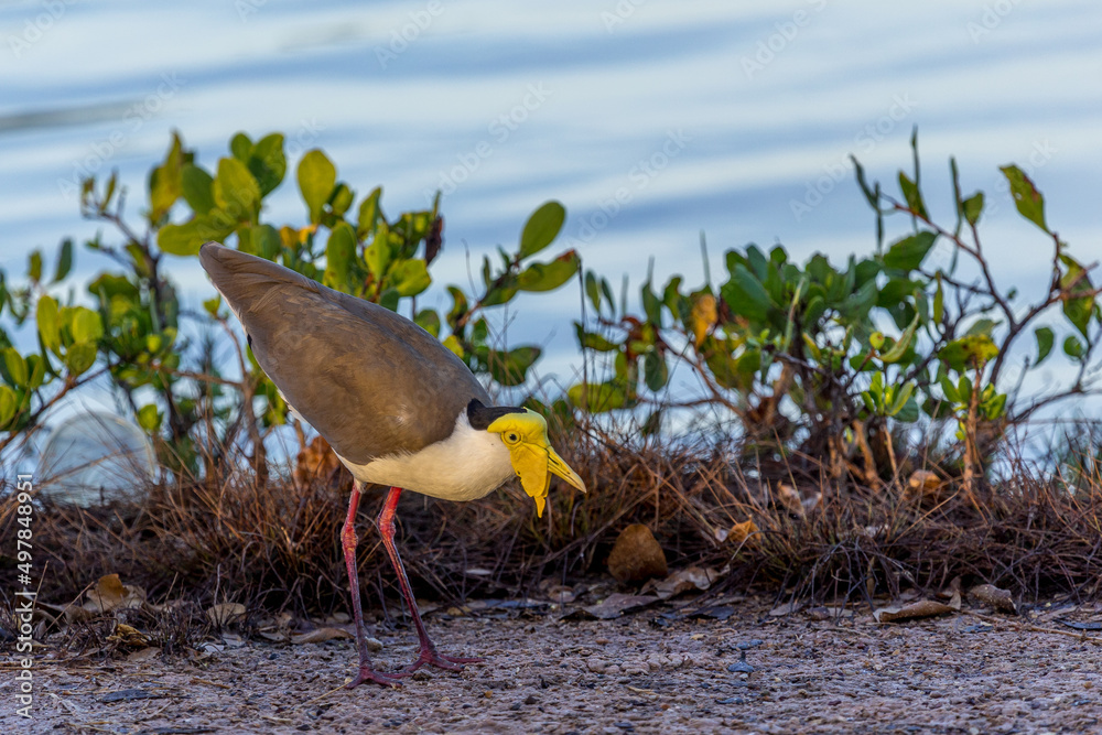 Masked Lapwing (spurwing plover) at the edge of a lake in the ...