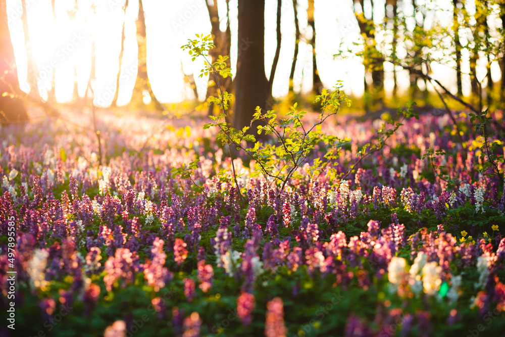 The forest is covered with Corydalis cava flowers in sunny day ...