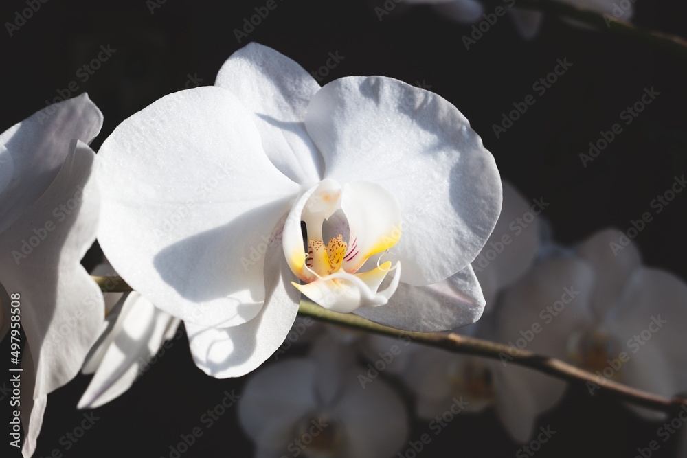 Phalaenopsis amabilis flower, commonly known as the moon orchid or moth ...