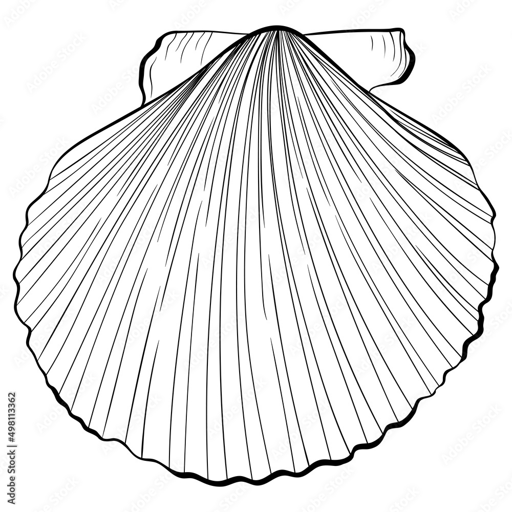 Scallop shell top view. Vector hand drawn line art illustration ...