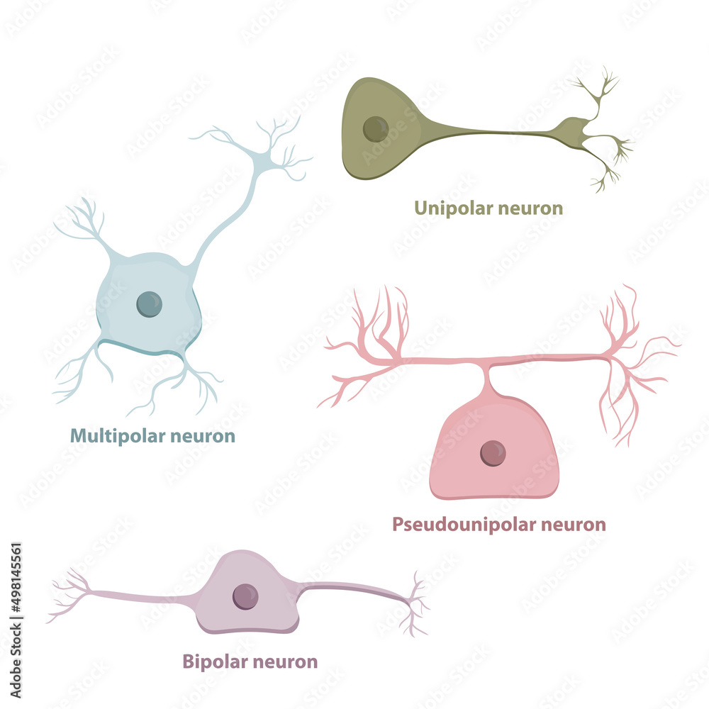 Basic neurons types: unipolar, bipolar, multipolar, pseudounipolar ...