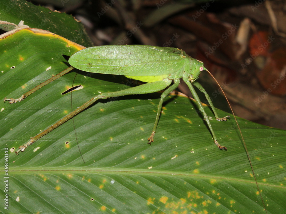 Green katydid (Tettigoniidae) from the Osa Peninsula of Costa Rica ...