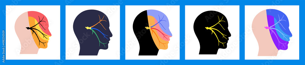 Trigeminal nerve diagram Stock Vector | Adobe Stock