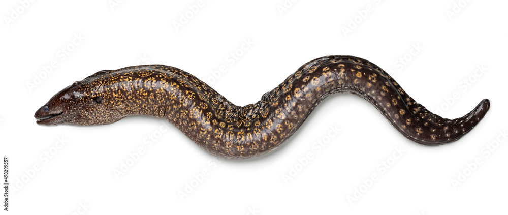 Single fresh whole raw Moray eel, Muraenidae, isolated on white ...