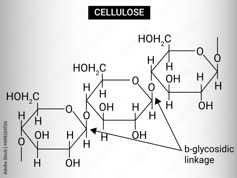 Structure of cellulose Stock Vector | Adobe Stock